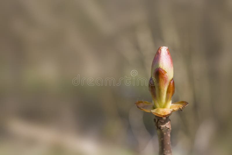 A L Small Delicate First Spring Bud on a Tree Branch Stock Image ...