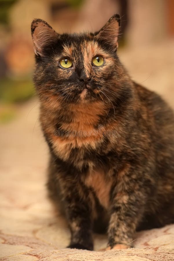 L Tortoiseshell Cat with a Sad Look Stock Photo - Image of kitten ...
