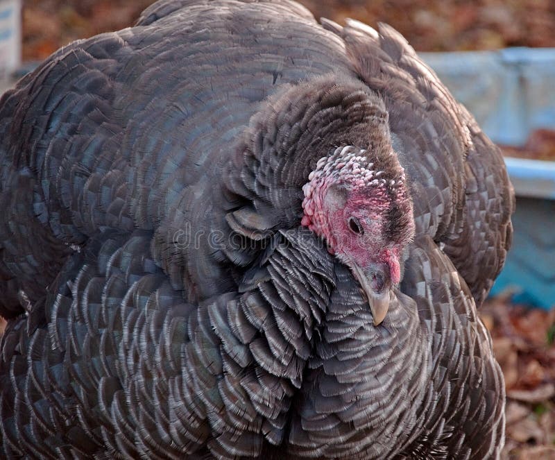 La Turquie vivante photo stock. Image du automne, animaux - 26962834