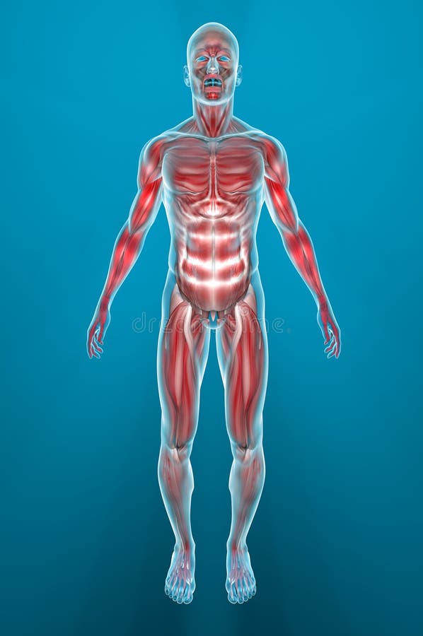 L'uomo muscles l'anatomia illustrazione di stock. Illustrazione di ...
