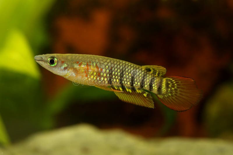 L'werneri Aplocheilus De Poissons Killi De Poissons Aquarium De Werner ...