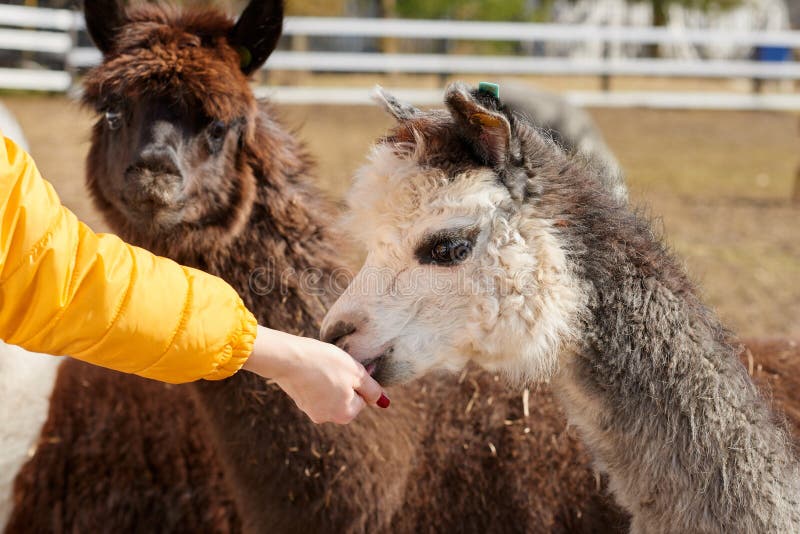 La Alpaca Gris Come La Comida Del Brazo Imagen de archivo - Imagen de ...