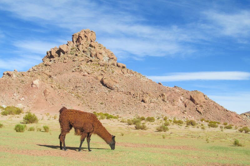 Una Alpaca Come Hierba Austria Foto de archivo - Imagen de come, hierba ...