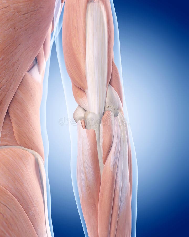Anatomía Del Ejemplo Médico Del Vector De Los Músculos Del Codo ...