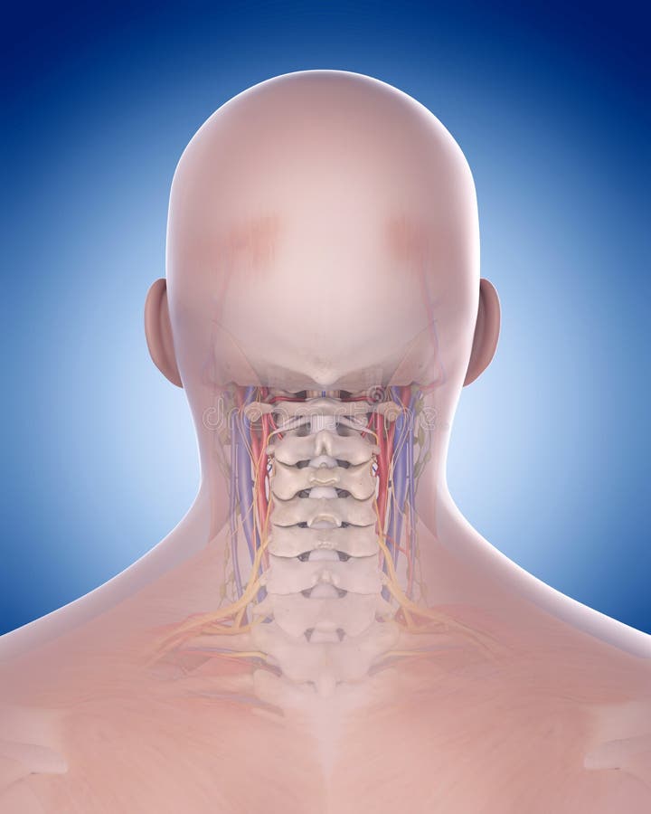 Cuello - Músculos De La Anatomía Stock de ilustración - Ilustración de ...