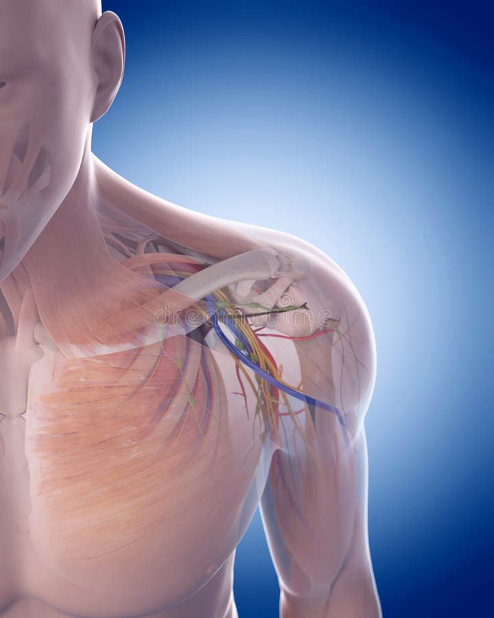 La anatomía del hombro stock de ilustración. Ilustración de posterior ...