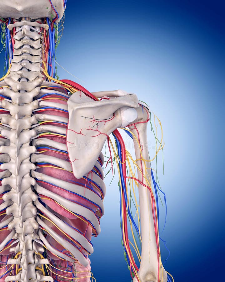 La anatomía del hombro stock de ilustración. Ilustración de ciencia ...
