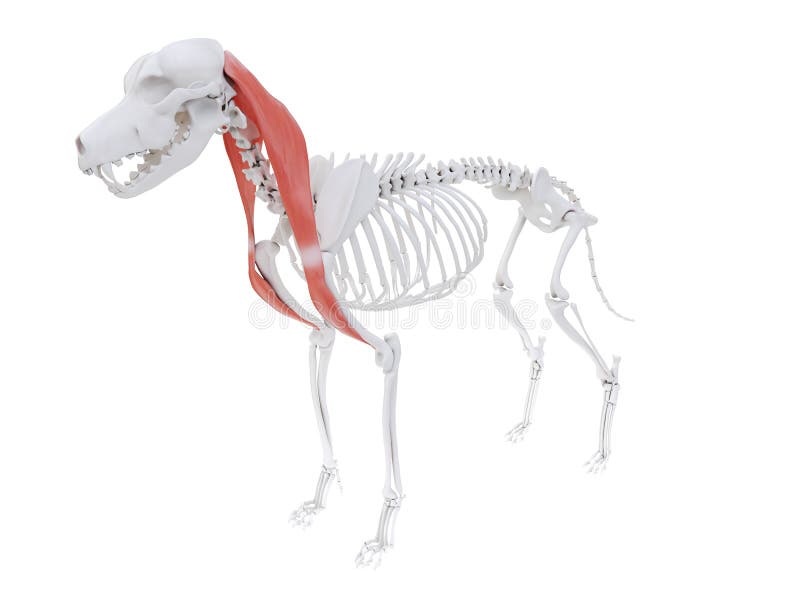 La Anatomía Del Músculo Del Perro - Digitorum Del Extensor Communis ...