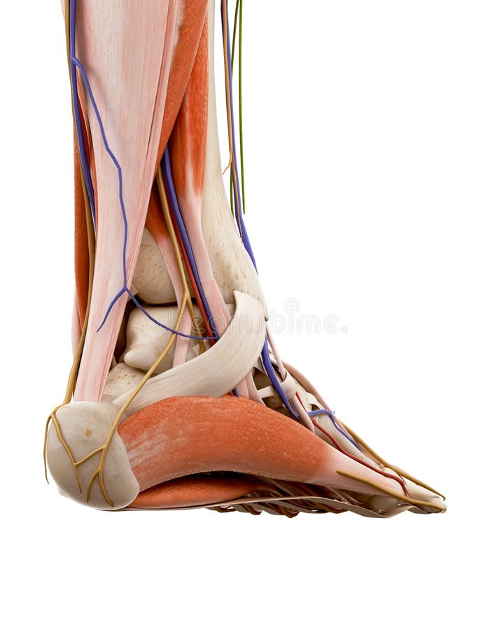 La anatomía del pie humano stock de ilustración. Ilustración de ...