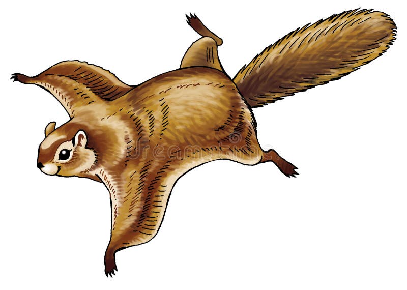 Mascota Del Vuelo De La Ardilla Ilustración del Vector - Ilustración de ...