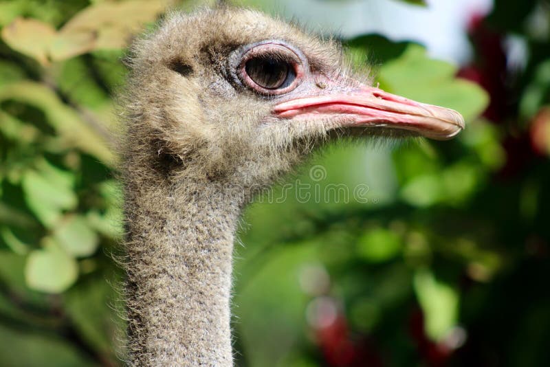 El Avestruz O Avestruz Común Struthio Camelus En El Avestruz Desértico ...