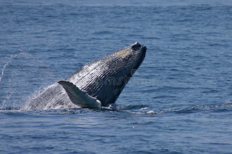 La Balena Che Salta Vicino Al Codice Del Capo Immagine Stock - Immagine ...