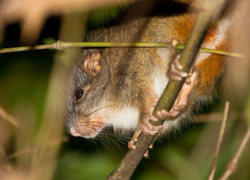 La Bambú-rata rara imagen de archivo. Imagen de fauna - 20045611