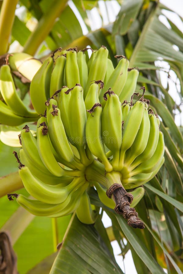 La Banane Verte Sur L'arbre Image stock - Image du nutritif, botanique ...