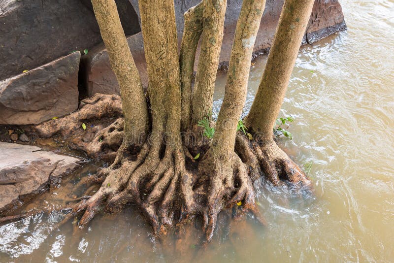 Racines Des Arbres De Cypress Au Lac Caddo, Le Texas Image stock ...