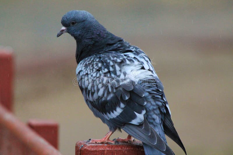 Colombe Bleue Sur Une Branche D'un Pin Romain Italie Photo stock ...