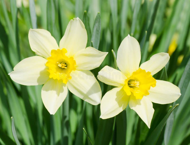 Beau Narcisse Narzissen, Narcisse D'isolement Sur Le Fond Blanc, Chemin ...