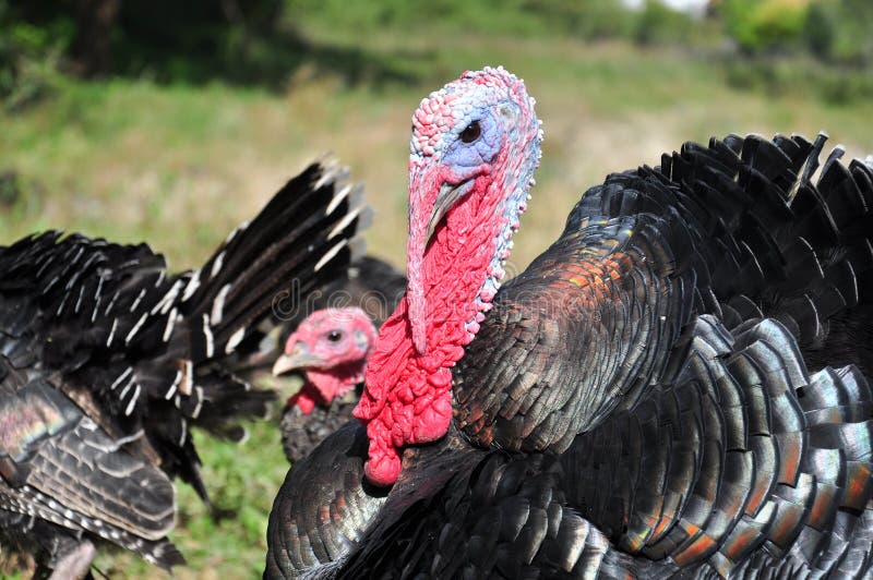 La Ferme D'animaux De La Turquie Photo stock - Image du volaille, dinde ...