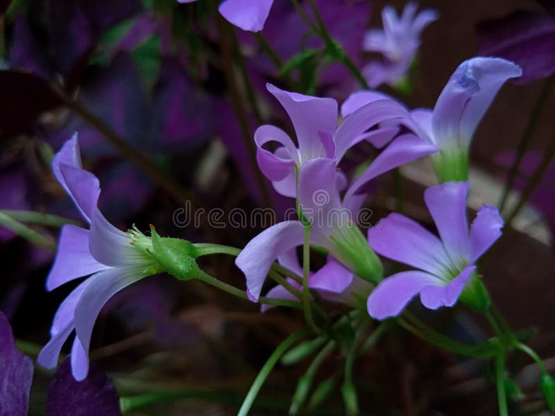 La Belleza De Las Flores De La Planta De Oxalis Triangularis O De La ...