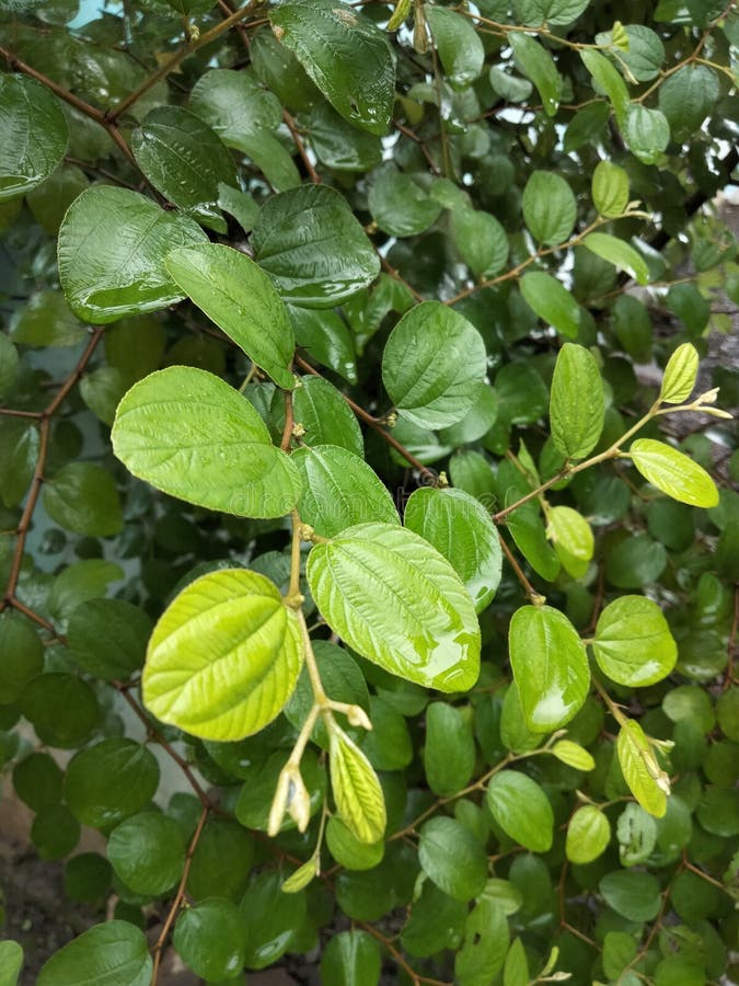 La Belleza De Las Plantas De Bidara Foto de archivo - Imagen de ...