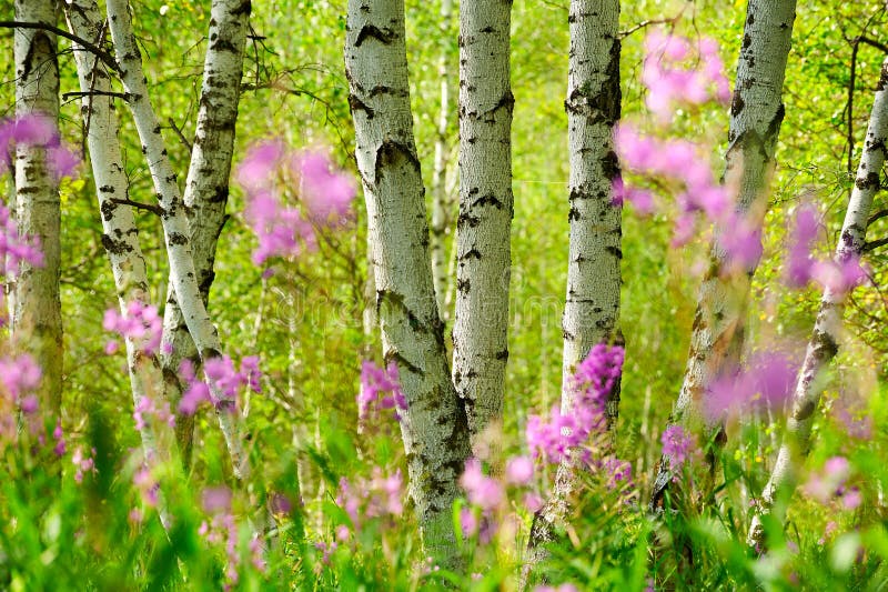La Betulla Bianca Ed I Fiori Immagine Stock - Immagine di lago, bello ...