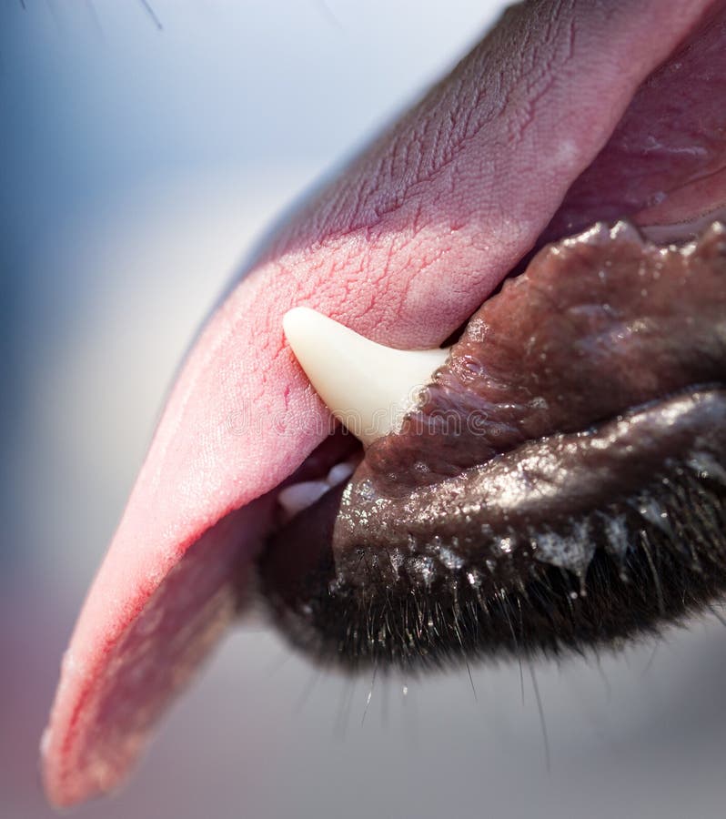 La Boca De Un Perro Con Los Dientes Y La Lengua Foto de archivo ...