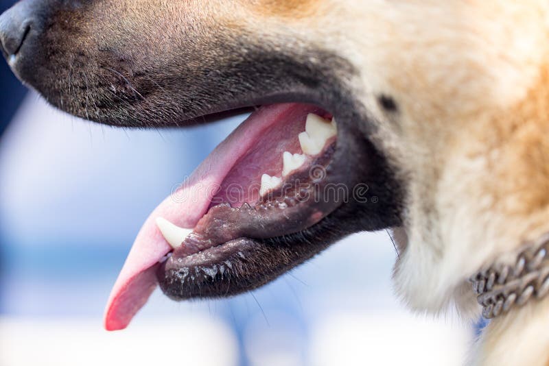 La Boca De Un Perro Con Los Dientes Y La Lengua Foto de archivo ...