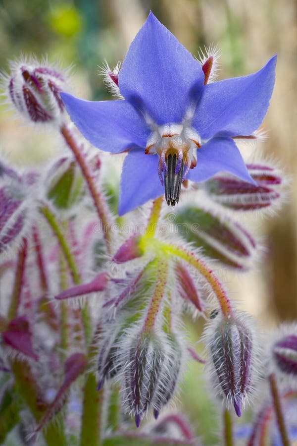 Borago Officinalis Dell'olio Di Borragine; Fiori E Semi Sulla Parte ...