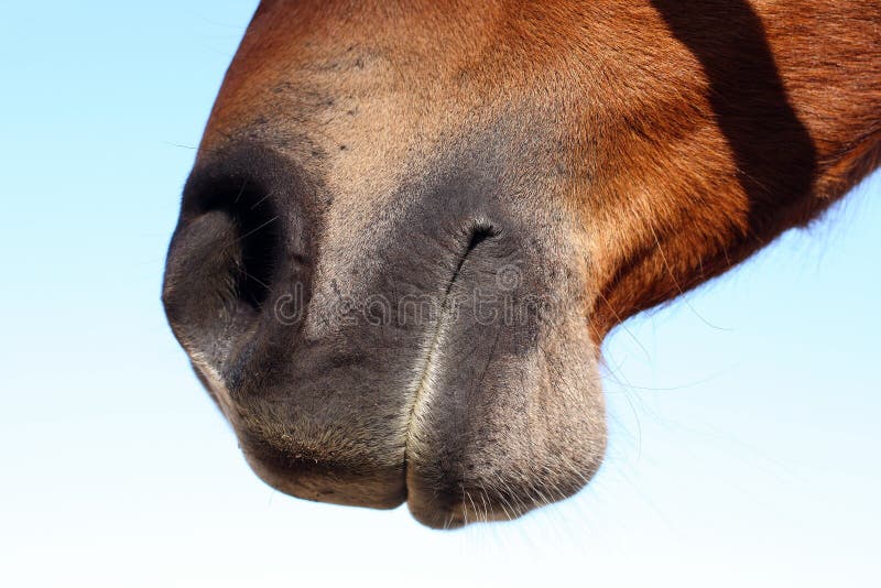 La bouche du cheval image stock. Image du chevaux, cheval - 3843959