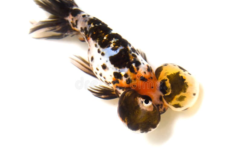 Ojos de la burbuja imagen de archivo. Imagen de tropical - 23027267