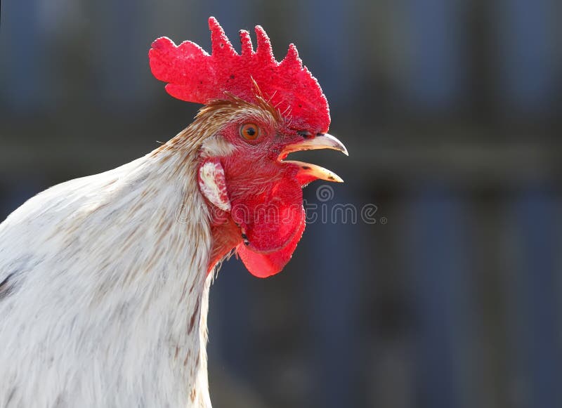 La Cabeza De Un Gallo Con Una Cresta Canta Foto de archivo - Imagen de ...