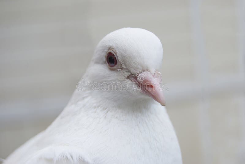 La Cabeza De Una Paloma Excelente Blanca Imagen de archivo - Imagen de ...