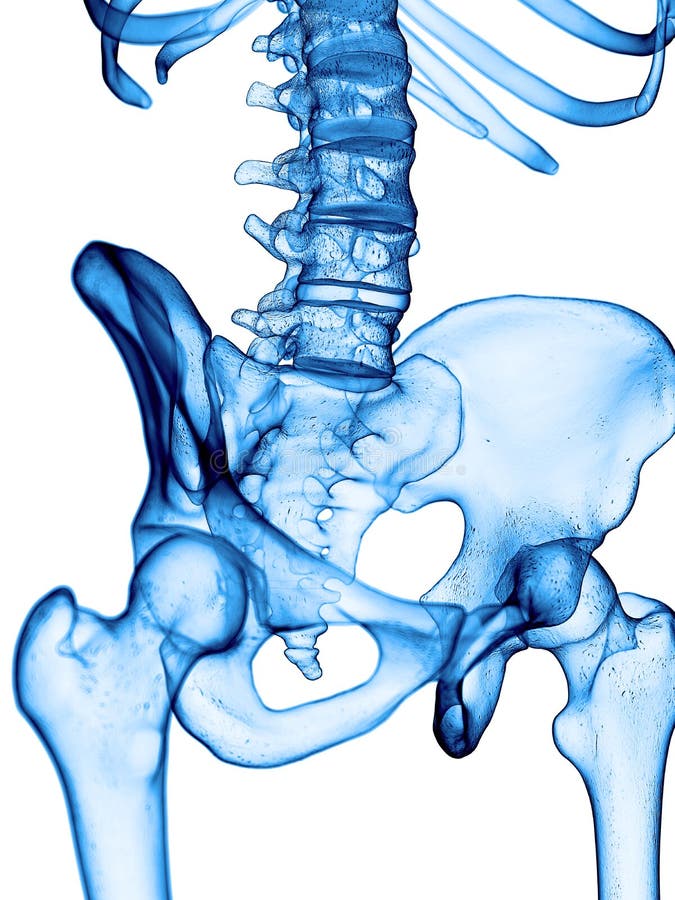 La cadera stock de ilustración. Ilustración de fémur - 58776231