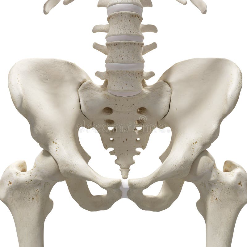 El sacro stock de ilustración. Ilustración de pelvis - 56652326