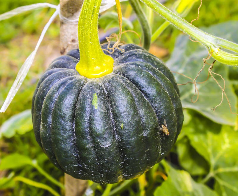 La calabaza verde foto de archivo. Imagen de agricultura - 31190502