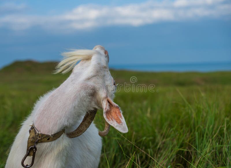 La Capra Domestica Bianca Mostra Un Collo Fotografia Stock - Immagine ...