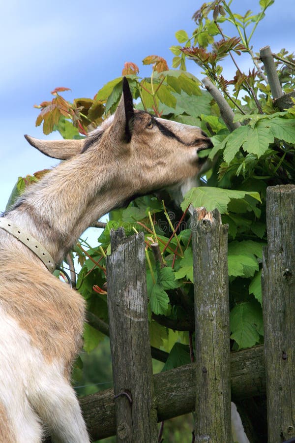 La Capra Lattea Rosicchia Le Foglie Immagine Stock - Immagine di campo ...