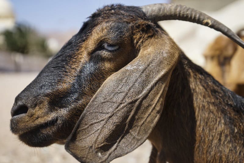 La capra nubian fotografia stock. Immagine di capra, egiziano - 82542434