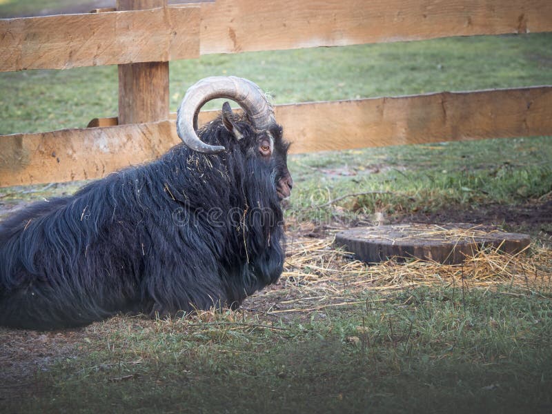 La Capra Purosangue Nera Siede Nel Recinto Fotografia Stock - Immagine ...