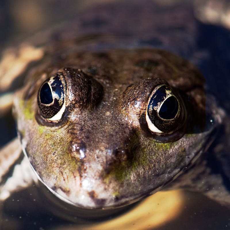 Cara de la rana foto de archivo. Imagen de encantador, lindo - 171760