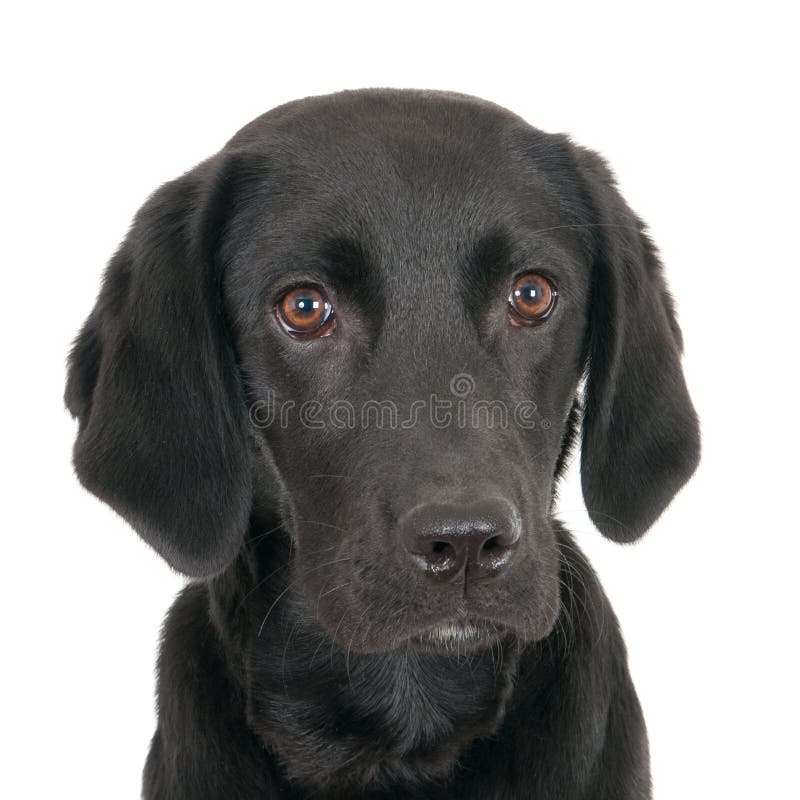 La cara de Labrador negro imagen de archivo. Imagen de cara - 40661239