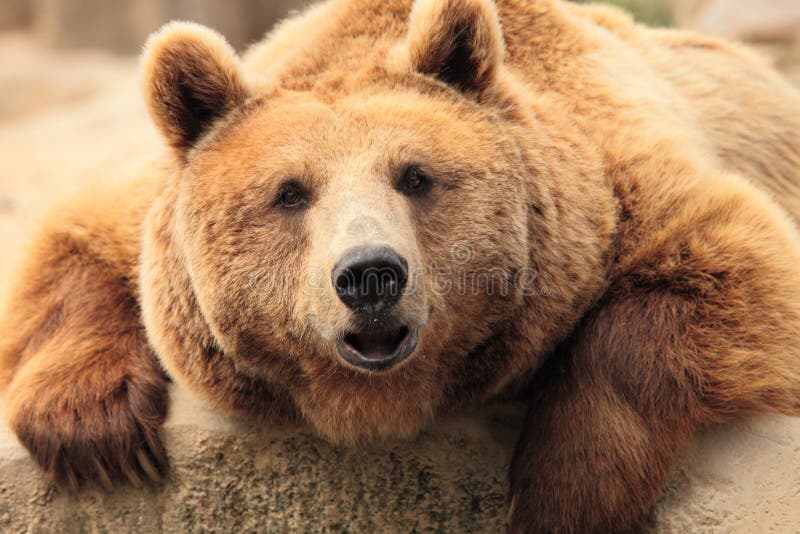 La cara de un oso imagen de archivo. Imagen de cara, lindo - 41233115