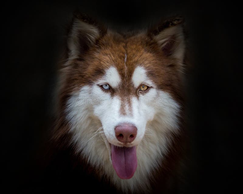 La Cara De Un Perro Del Husky Siberiano Foto de archivo - Imagen de ...