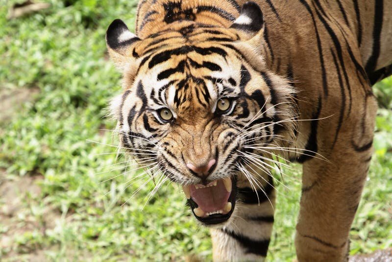 La Cara De Un Tigre Furioso De Sumatra Imagen de archivo - Imagen de ...