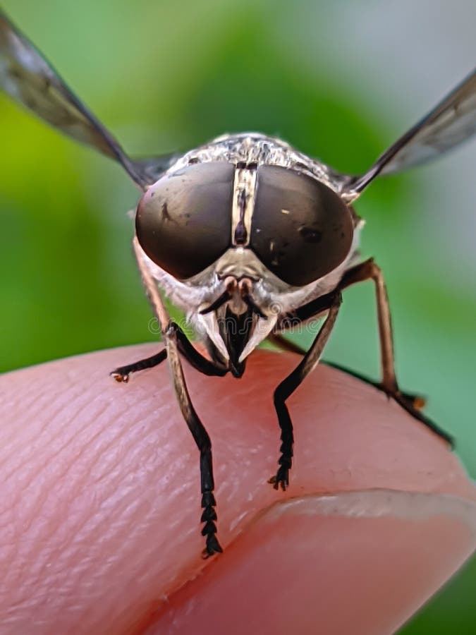 La Cara De Una Mosca Negra En Reposo Imagen de archivo - Imagen de ...