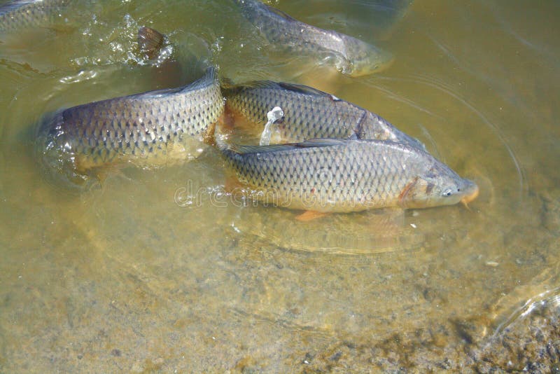 La carpa immagine stock. Immagine di fermo, adattabile - 91233477