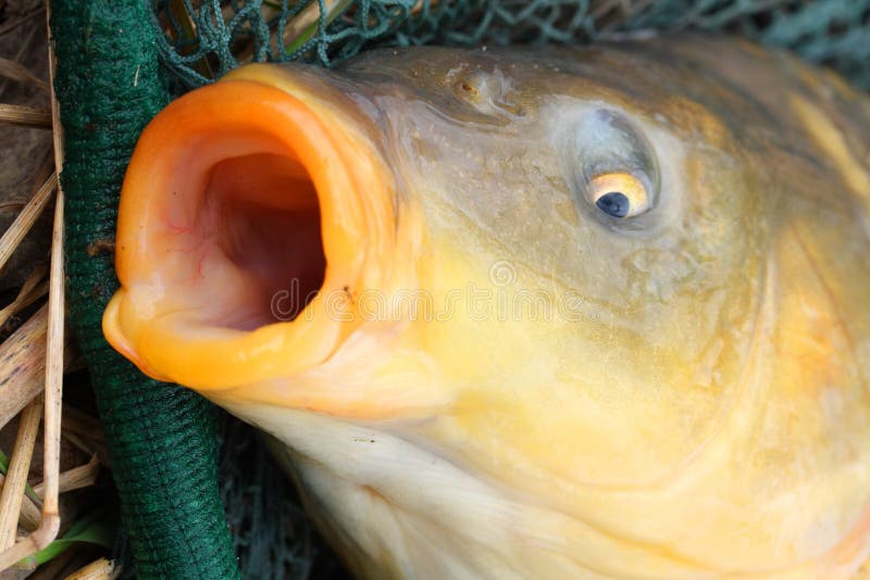 La Carpa Comune (Cyprinus Carpio) Immagine Stock - Immagine di lago ...