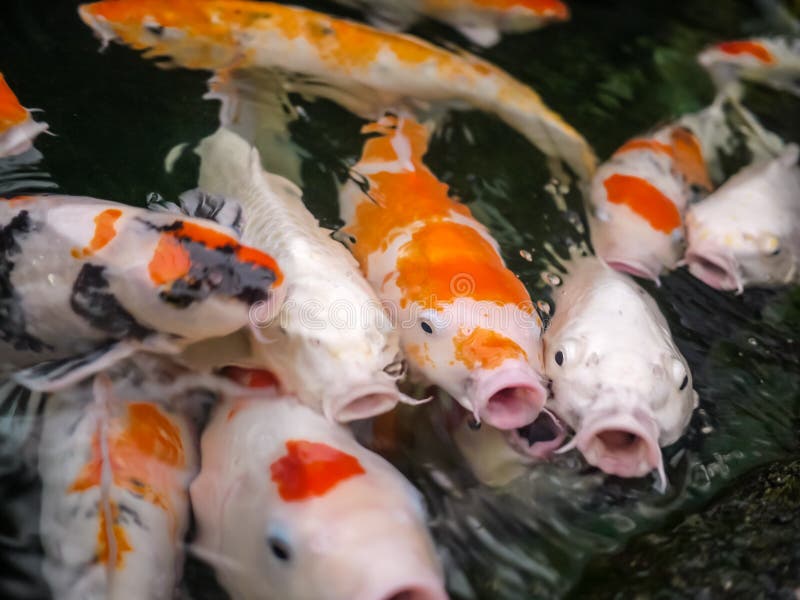 La Carpa (Koi) Pesca Nello Stagno Immagine Stock - Immagine di ...