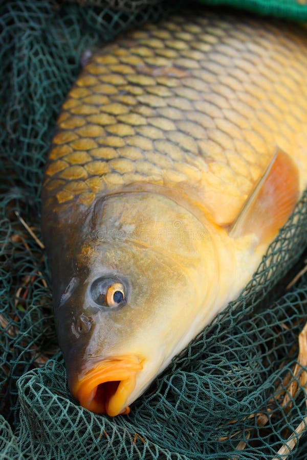 Grande Carpe (Cyprinus Carpio) Image stock - Image du faune ...