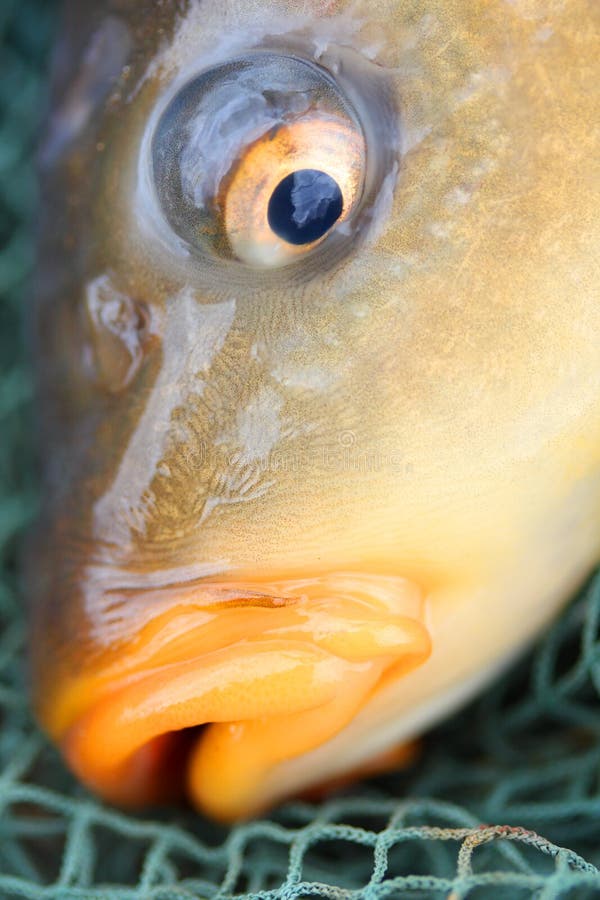 La Carpe Commune (Cyprinus Carpio) Image stock - Image du commun ...